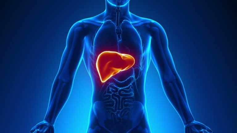 Fígado Humano - anatomia - qual a função - onde se localiza