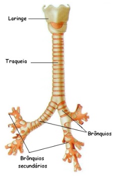 Sistema Respiratório Humano | Anatomia e Função | Resumo | Respiração