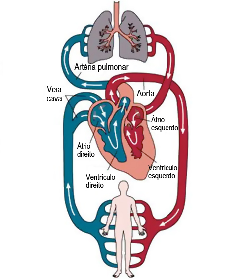 Sistema Circulatório Humano - Anatomia do sistema Cardiovascular | Resumo