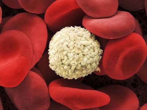 Leucócitos | Função dos Glóbulos Brancos | Linfócitos e Neutrófilos ...