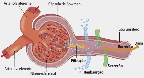 Sistema urinário masculino e feminino - Anatomia do sistema excretor