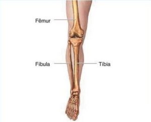 OSSOS DA PERNA | Anatomia do Fêmur, Tíbia, Fíbula e Rótula