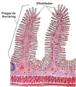 Intestino delgado - Duodeno, jejuno, íleo | Função e anatomia