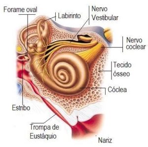 Sistema Auditivo | Anatomia, Função e Curiosidades | Resumo