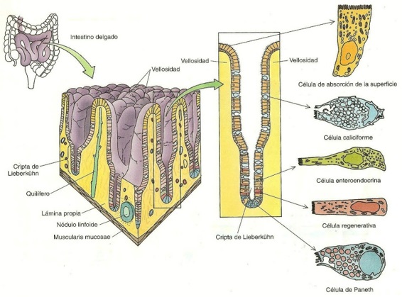 Intestino grosso - Função e anatomia - Histologia - Flora intestinal
