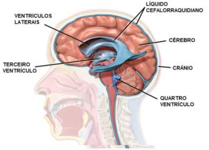 Líquido Cefalorraquidiano | Liquor Cerebral | Função e Anatomia | Resumo