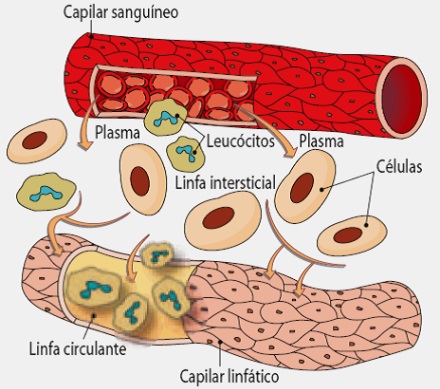 Líquido Intersticial | O que é | Composição | Sistema Linfático