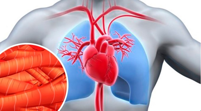 Miocárdio | Músculo Cardíaco | Fisiologia e Histologia | Anatomia | Resumo