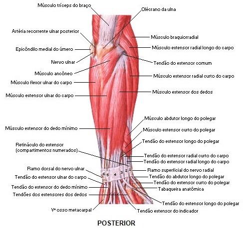 Diagrama Dos Musculos Dos Membros Superiores