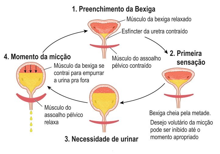 Sistema urinário masculino e feminino - Anatomia do sistema excretor