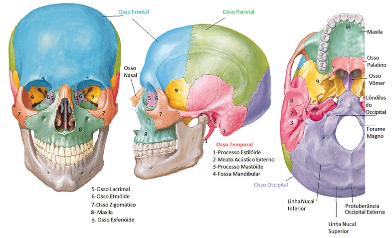 Crânio Humano: Anatomia dos ossos da cabeça | Ossos da face