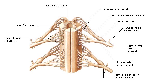 Medula Espinhal - Fisiologia e função | Anatomia dos Nervos Espinhais