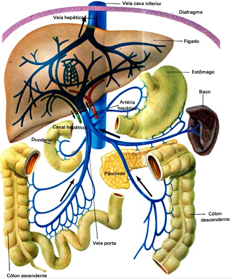 Fígado Humano - anatomia - qual a função - onde se localiza