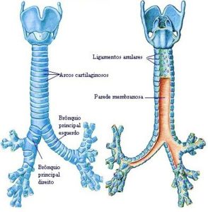 Traqueia | Anatomia e Função | Histologia | Resumo