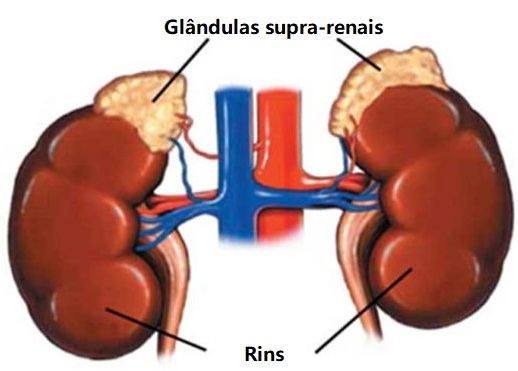 Glândulas supra renais - Anatomia e funções - Sistema endócrino