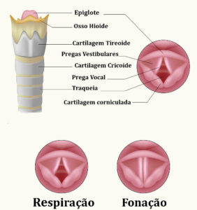 Laringe | Anatomia e Função | Como Funciona | Resumo