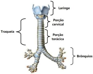 Traqueia | Anatomia e Função | Histologia | Resumo