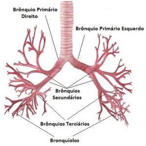 Brônquios e Bronquíolos | Árvore Brônquica | Anatomia e Função | Resumo