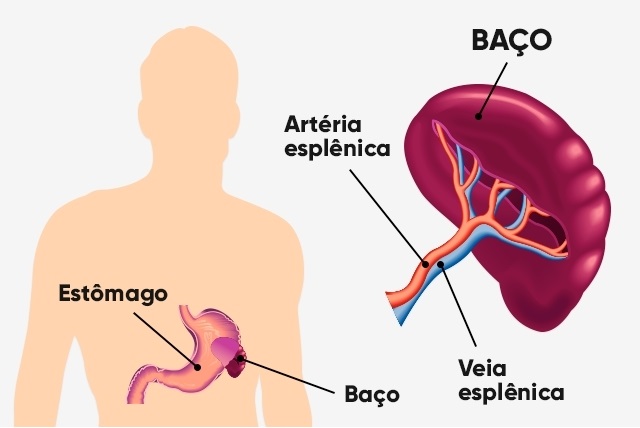 Baço | Anatomia e Fisiologia do Órgão | Função | Resumo