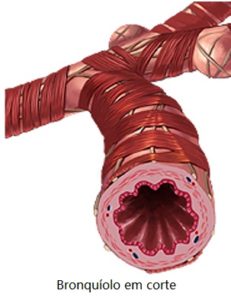 Brônquios e Bronquíolos | Árvore Brônquica | Anatomia e Função | Resumo
