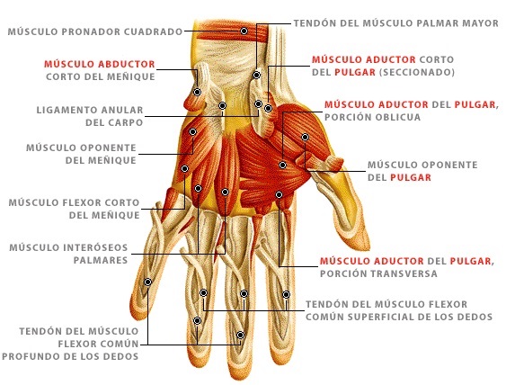 Ossos da MÃO | Metacarpo, Carpo e Falanges | Resumo e Anatomia