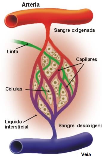 Líquido Intersticial | O que é | Composição | Sistema Linfático