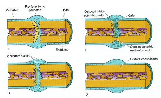 Periósteo e Endósteo | Função | Tecido Ósseo | Anatomia e Resumo