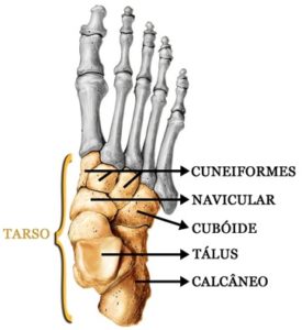 OSSOS DO PÉ: Tarso, Metatarso e Falanges | Anatomia do pé