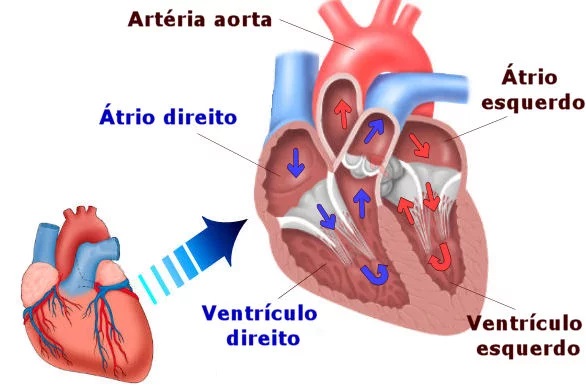 Sistema Circulatório Humano - Anatomia do sistema Cardiovascular | Resumo