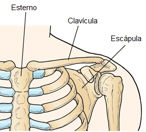 Clavícula | Anatomia | Função | Regeneração de Clavícula Quebrada