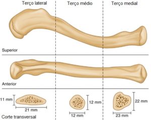 Clavícula | Anatomia | Função | Regeneração de Clavícula Quebrada