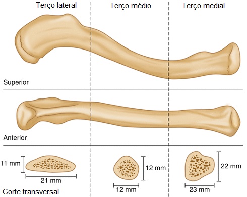 Clavícula | Anatomia | Função | Regeneração de Clavícula Quebrada