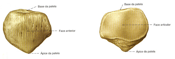 OSSOS DA PERNA | Anatomia do Fêmur, Tíbia, Fíbula e Rótula