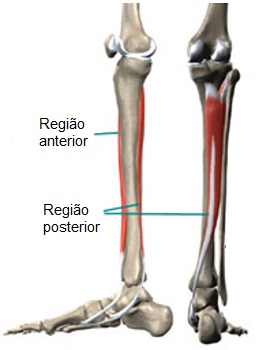 Tíbia, Osso da Perna | Anatomia e Função | Músculos | Fraturas