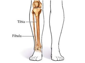 Tíbia, Osso da Perna | Anatomia e Função | Músculos | Fraturas