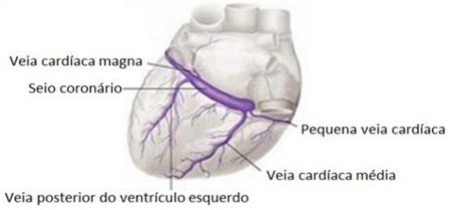 Coração humano - Anatomia e como funciona | camadas, veias e artérias