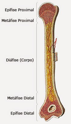 Úmero - Osso do braço | Anatomia e função | Proximal e distal