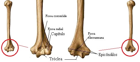 Anatomia Do Umero Em Branco Anatomia Do Diagrama Da Articulação Do