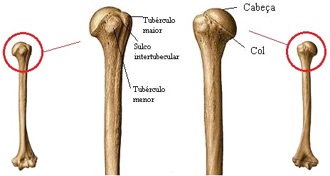 Anatomia Do Umero Em Branco Anatomia Do Diagrama Da Articulação Do