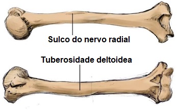 Úmero - Osso do braço | Anatomia e função | Proximal e distal