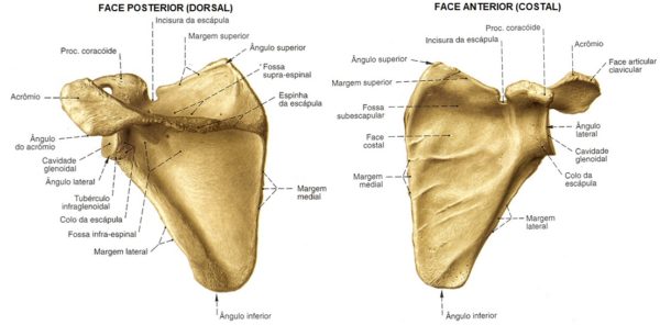 Escápula (omoplata) - Anatomia do osso da cintura escapular