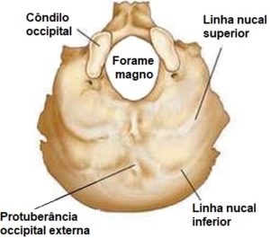 Osso occipital - Anatomia e função | Forame magno