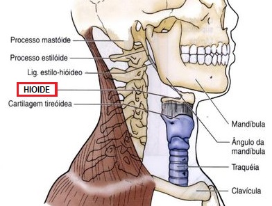 Osso hioide - Anatomia, função e onde fica | Curiosidades
