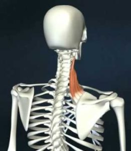 Escápula (omoplata) - Anatomia do osso da cintura escapular