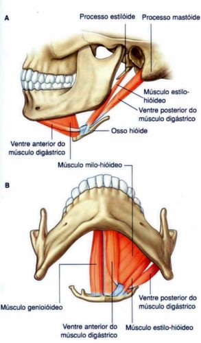 Osso hioide - Anatomia, função e onde fica | Curiosidades