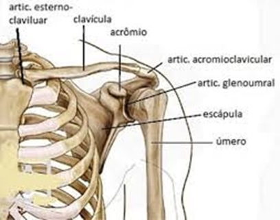Membros superiores - Anatomia e função | Ossos, músculos e articulações