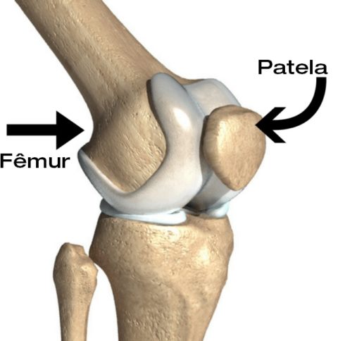 Anatomia Da Rotula Luxando Patela Cães Ele Desloca Para Joelho