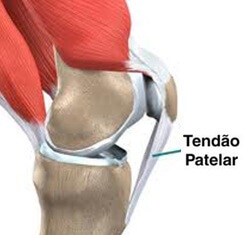 Patela do joelho (rótula) - Anatomia e função do osso | Movimentos