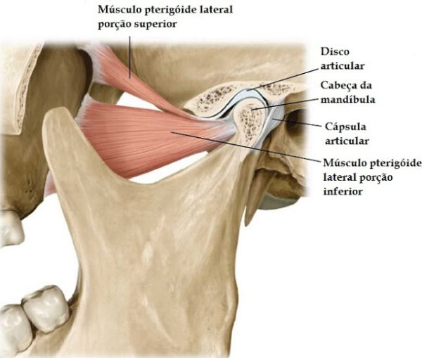 Articulação temporomandibular - O que é e qual a função | ATM