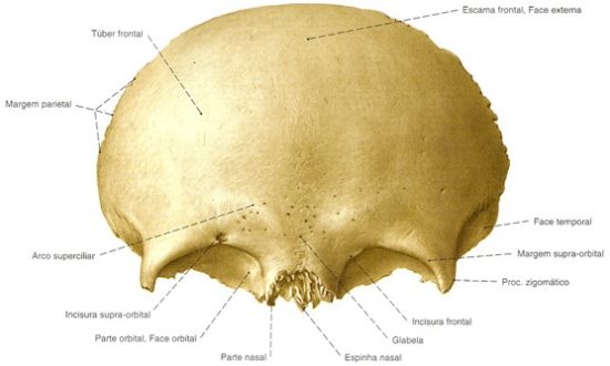 Osso frontal - Anatomia e função | Ossos do neurocrânio